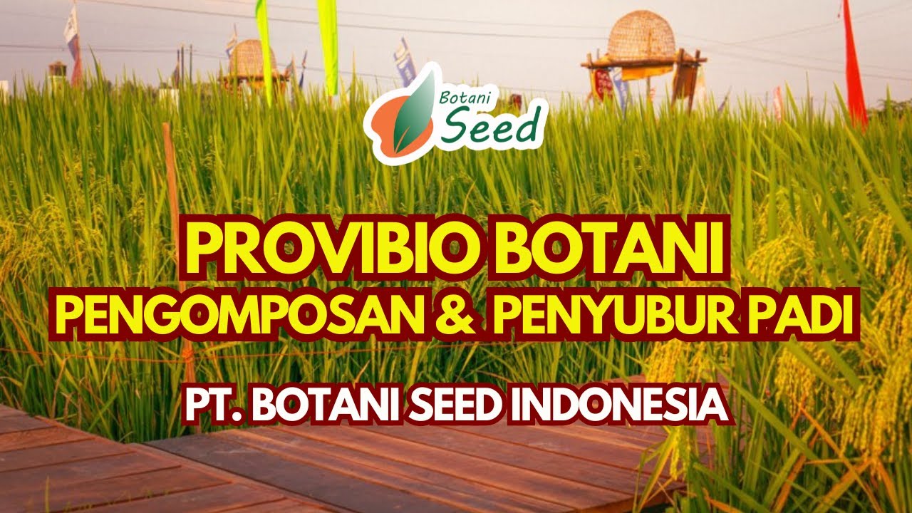 PENGOMPOSAN & PENYUBUR PADI DENGAN PUPUK HAYATI TERBAIK PROVIBIO BOTANI ...