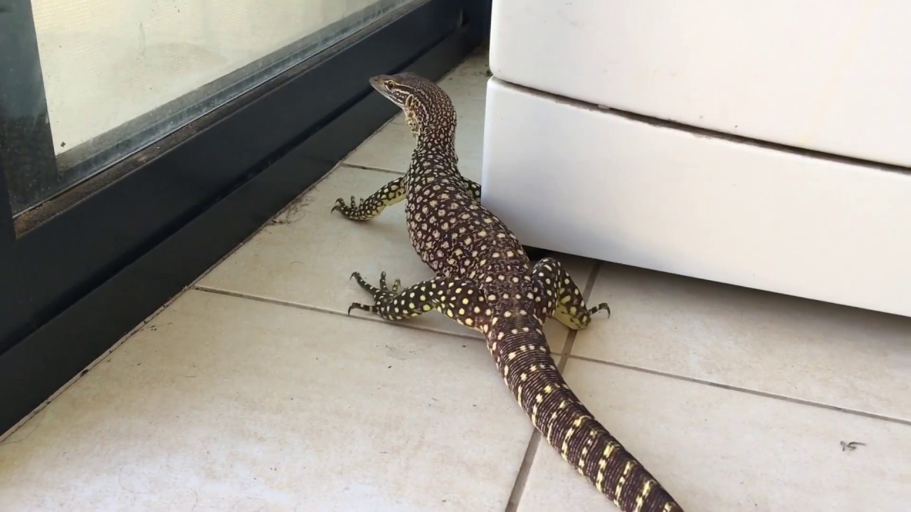 Aussie Animal Rescue. Getting a Racehorse Sand Goanna out of the house ...