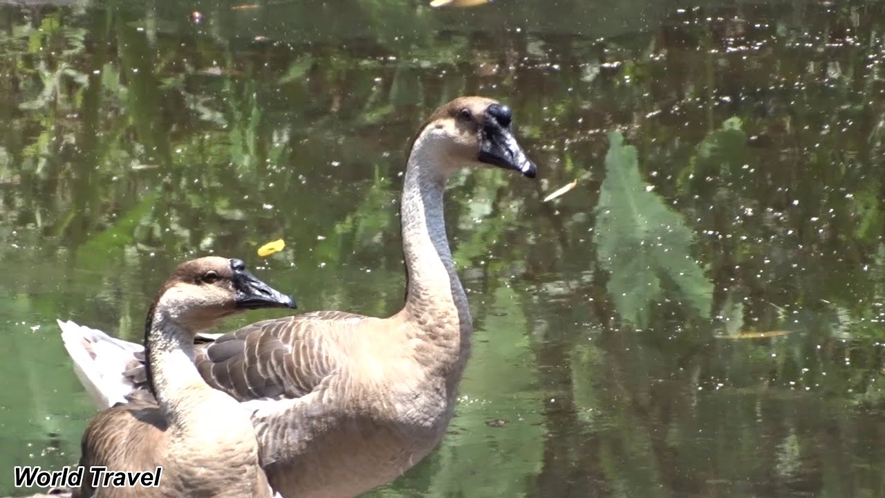 Mating Pair of Geese Enjoys The Afternoon Together at The Lake. - YouTube