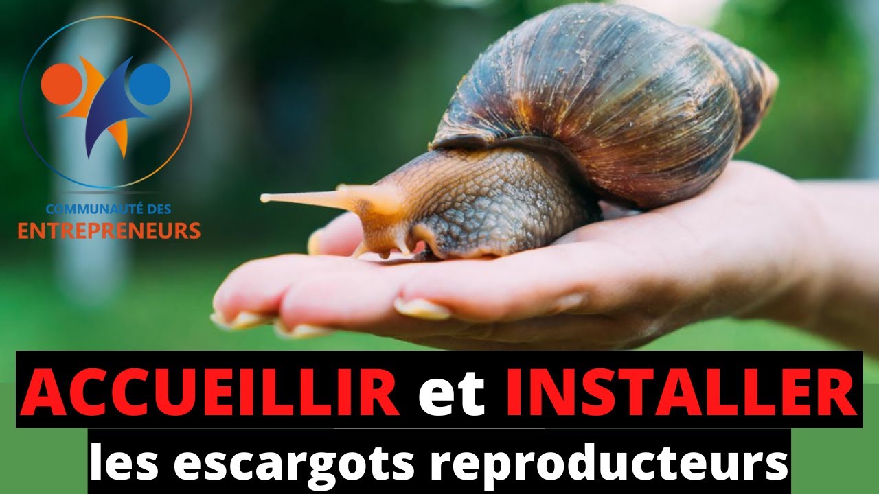 ELEVAGE D'ESCARGOTS (Comment ACCUEILLIR et INSTALLER les escargots ...