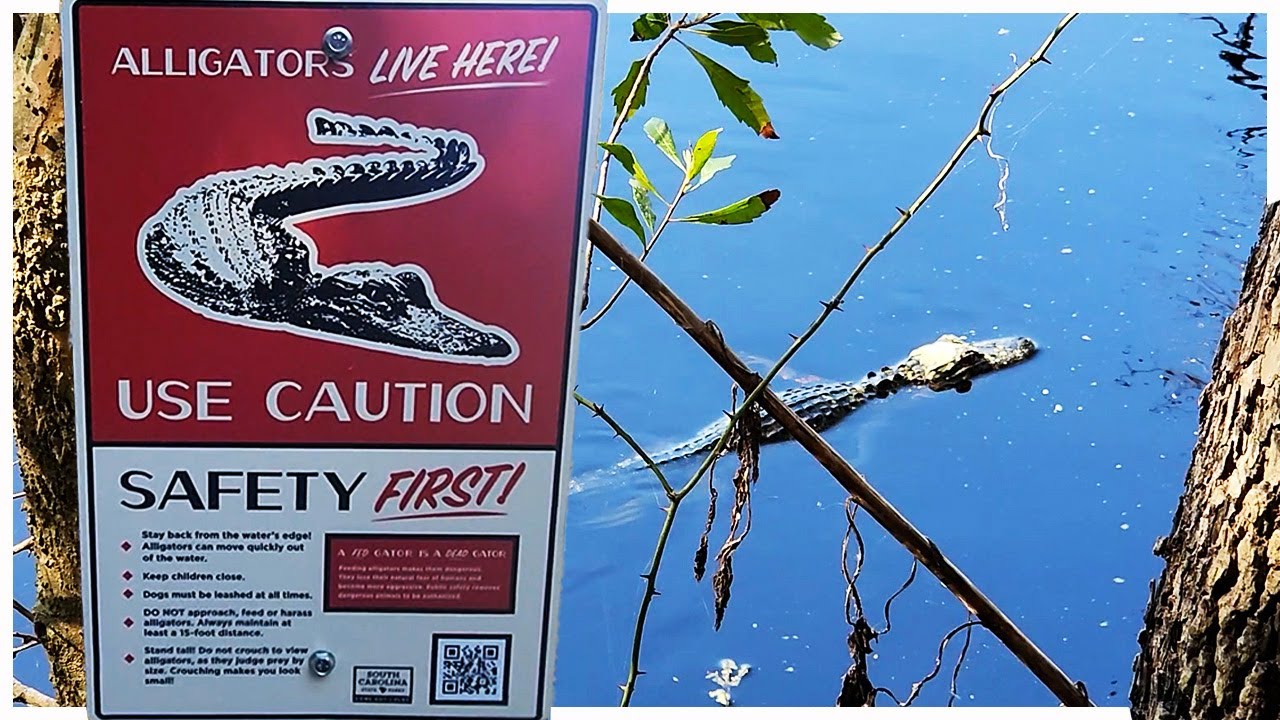 Alligators in Myrtle Beach | Free Guided Alligator Walk - YouTube
