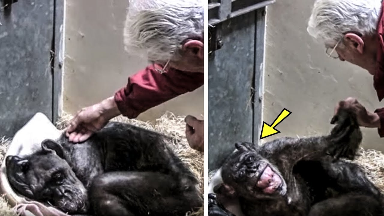 A Familiar Voice Moves a 59-Year-Old Chimp to Tears After Refusing Food ...