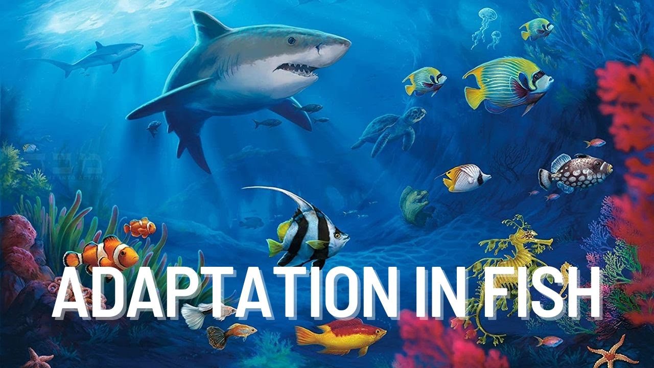 Adaptation in Fish - YouTube