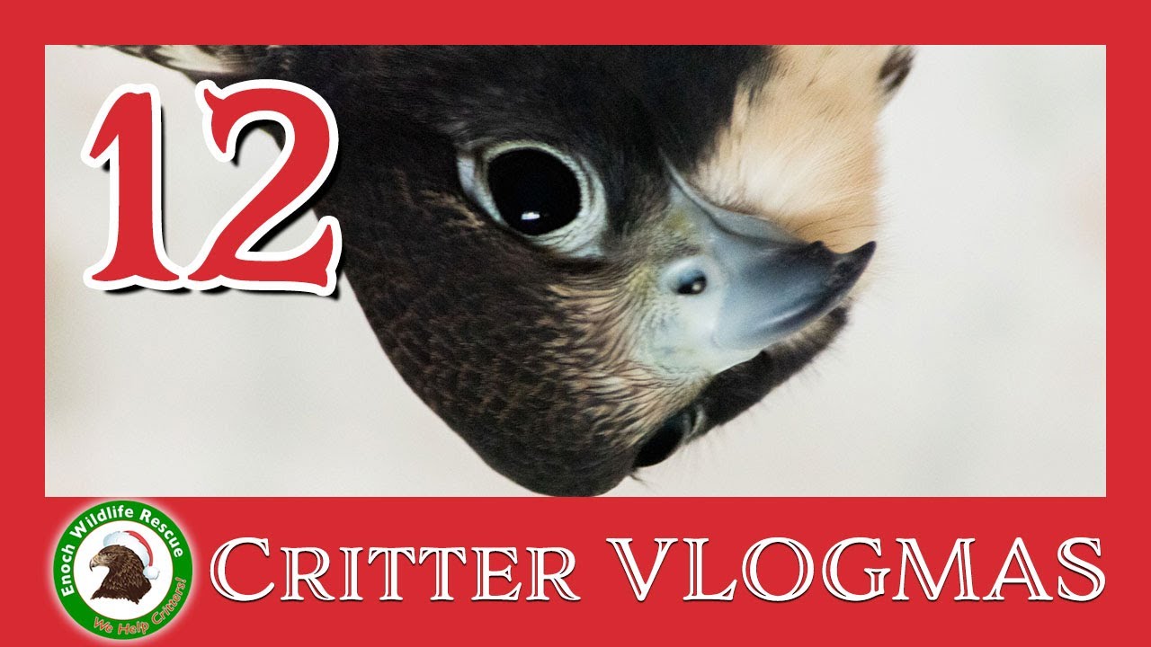 Critter VLOGMAS #12 | Storytime with Martin the Human and Helen the ...