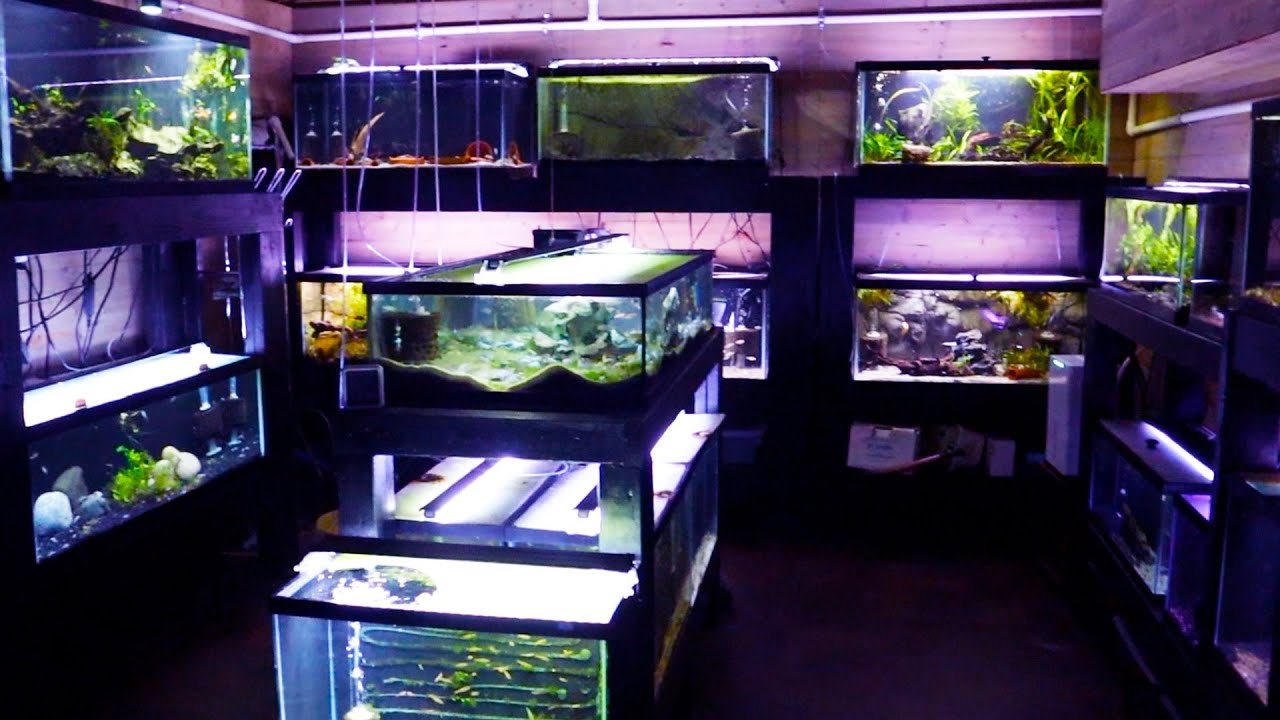 Fish Room Tour Summer 2024 - YouTube