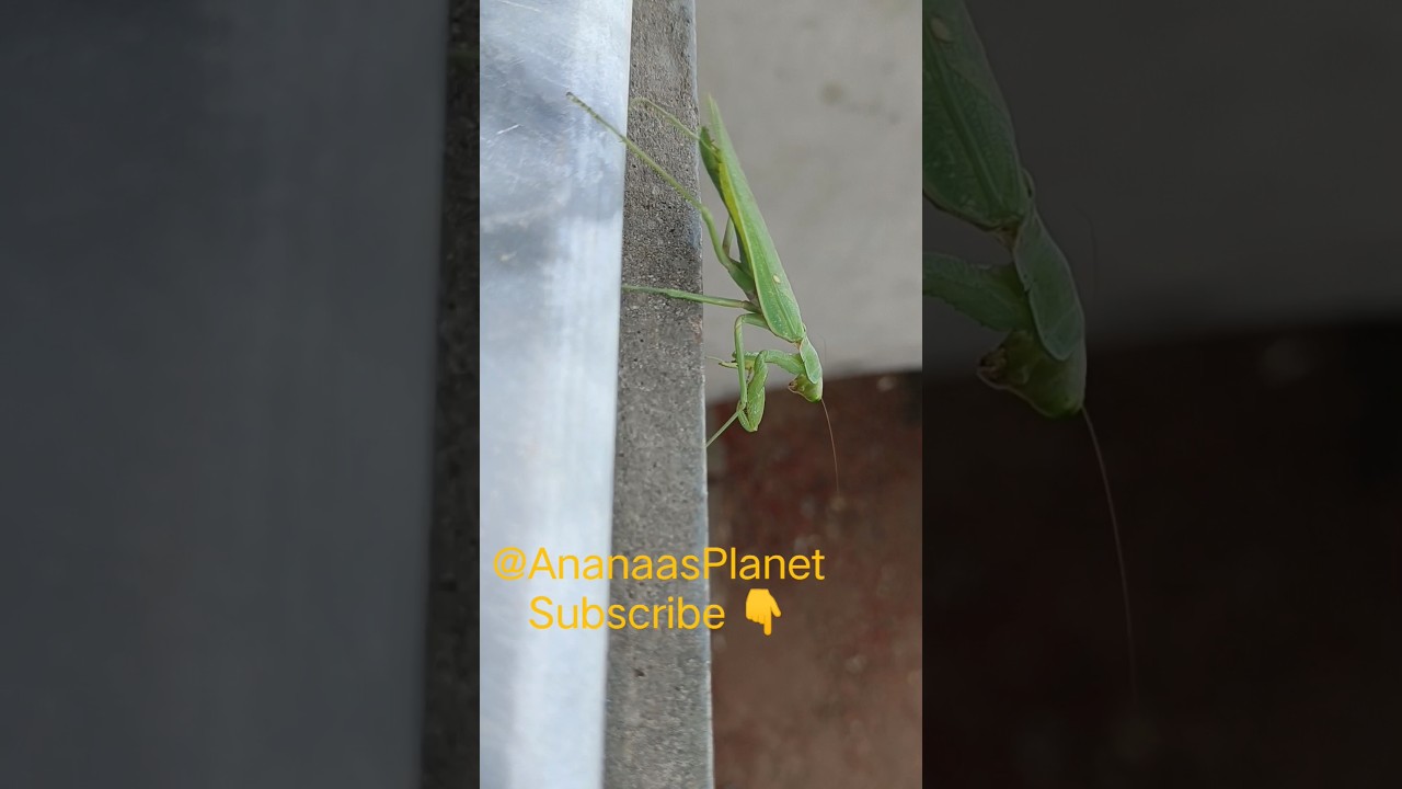 Locust @AnanaasPlanet #locusts #tidi #insects #camera #green #pak # ...