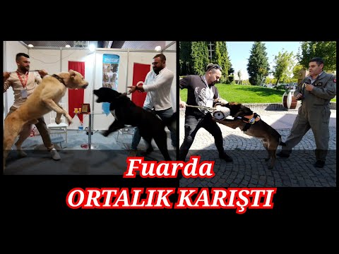 Fuara Gittim ORTALIK KARIŞTI !!!  Alman Kurt Köpekleri- K9 show   - Alabai ortalığı yıktı geçti !!!