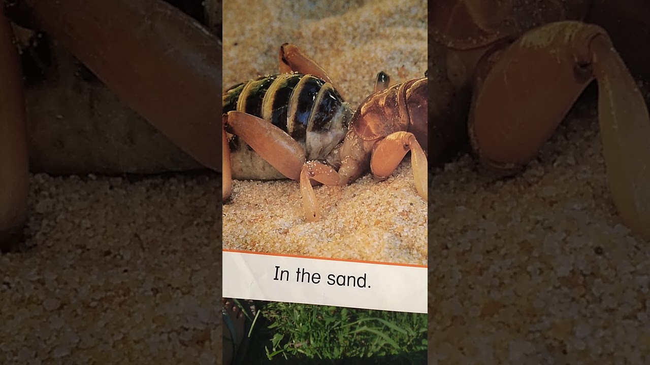 Where Do Insects Live? - YouTube