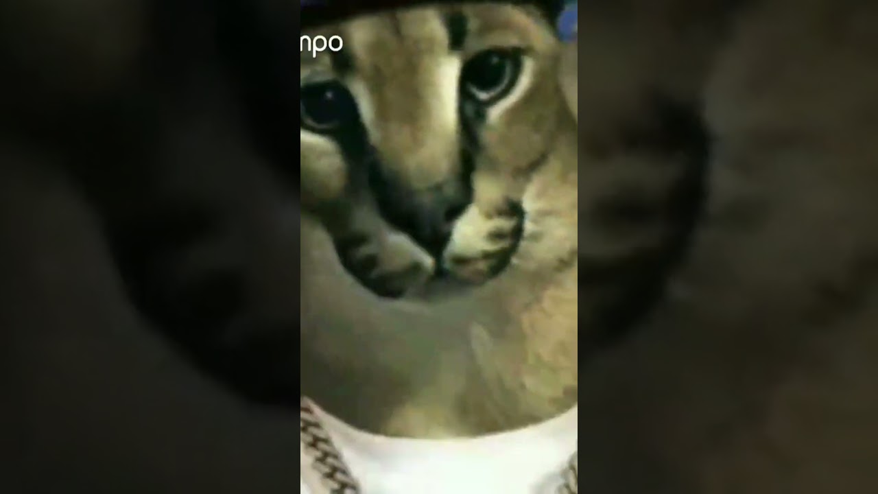 Floopa forever - YouTube