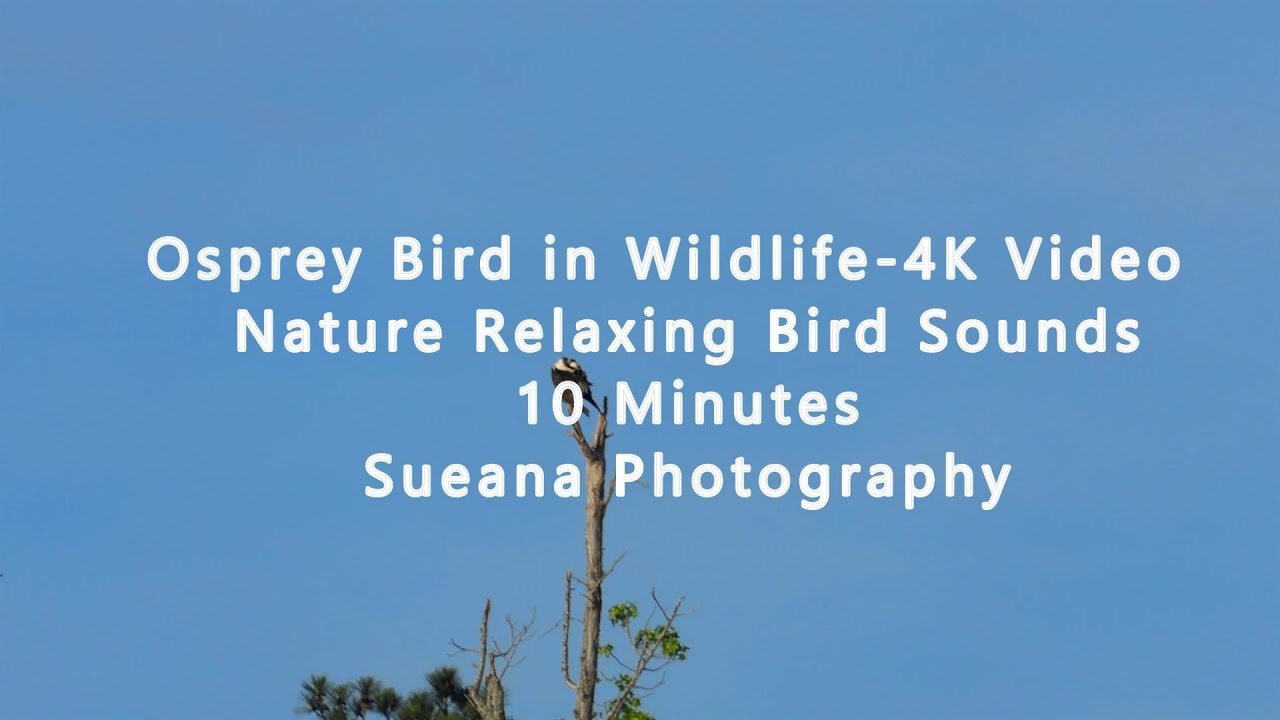 Osprey Bird in Wildlife-Nature Relaxing Bird Sounds - YouTube