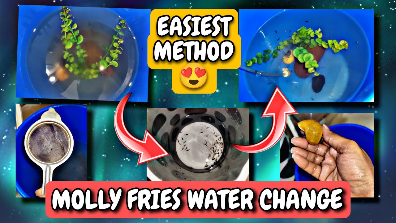 Step by step Molly fries water change | Avoid these mistakes - YouTube