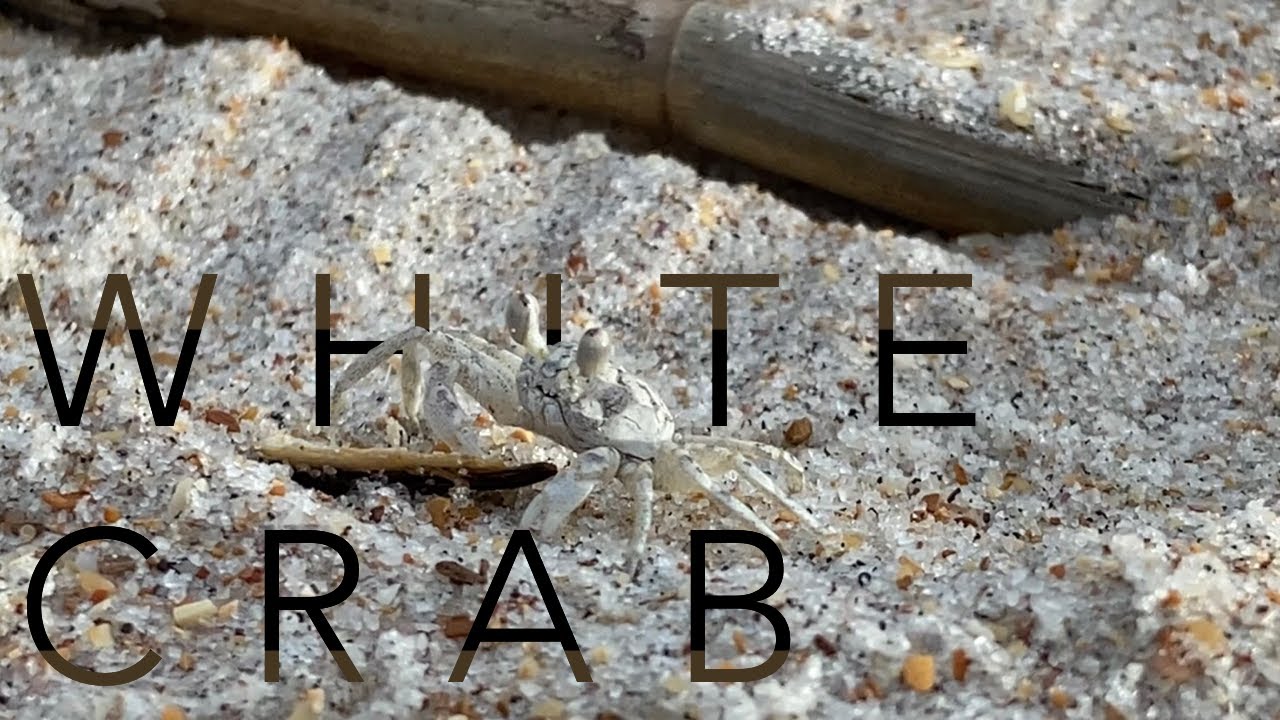White Crab - YouTube