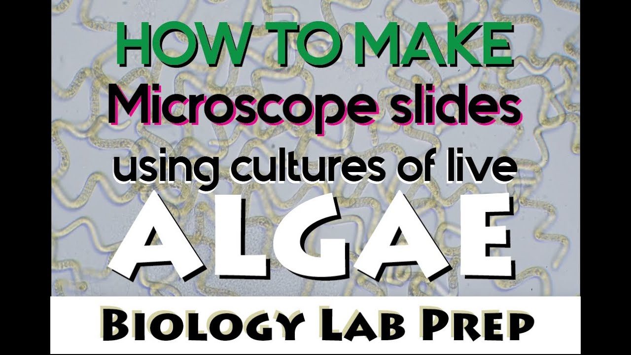Biology Lab Prep: How to make a microscope slide of live algae cultures ...
