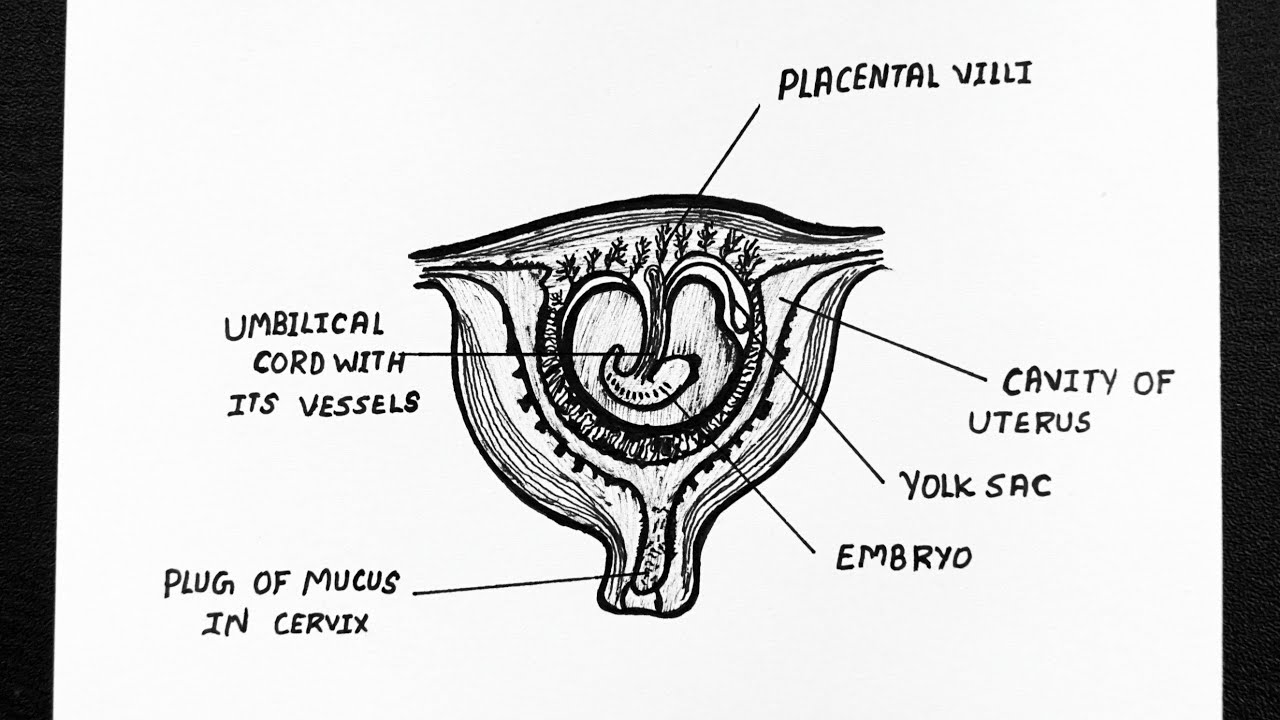 Diagram Of Human Foetus In Uterus Class 12 Biology Diagrams Diagram Of Human Foetus In Uterus Class 12 Biology Diagrams