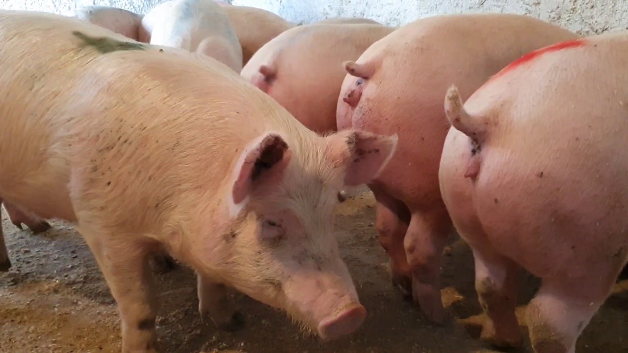 SUPER PORCI,RASA PIC GREUTATE 60-110 KG - YouTube