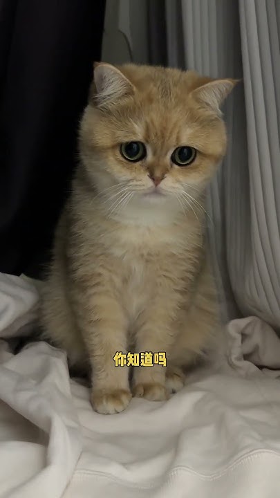 蛋蛋：瓦达思知道错啦！小猫咪三分迷茫七分呆滞 心思全写在脸上的猫 一看就没什么心眼的猫猫 谁说猫猫没有表情的 委屈的小眼神 Youtube