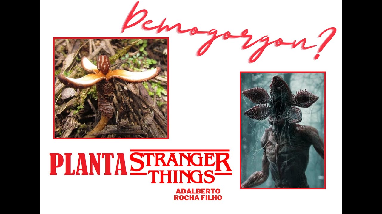 PLANTA STRANGER THINGS? Planta Demogorgon? - YouTube