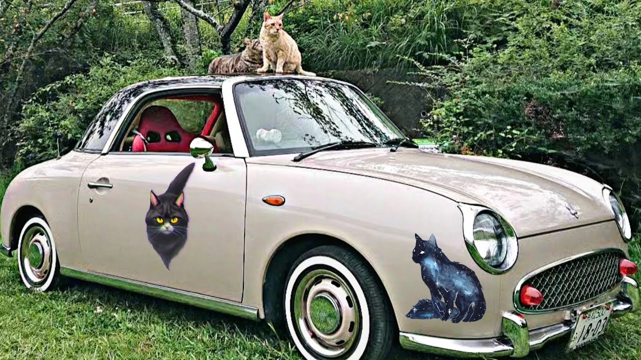 My cat hears the sounds of her kittens and she wakes up quickly - YouTube