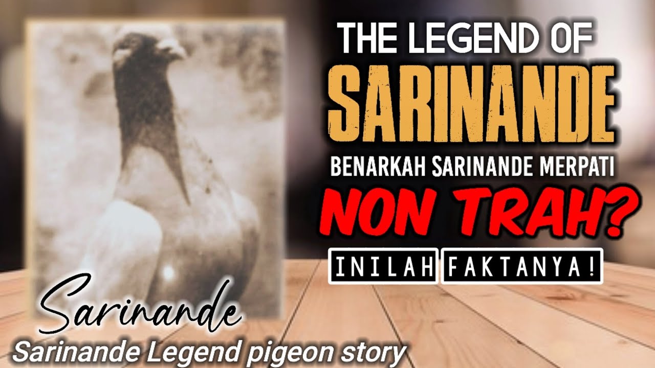 THE LEGEND OF SARINANDE//MERPATI KOLONG//MERPATI LOVERS//PIGEON BIRDS ...