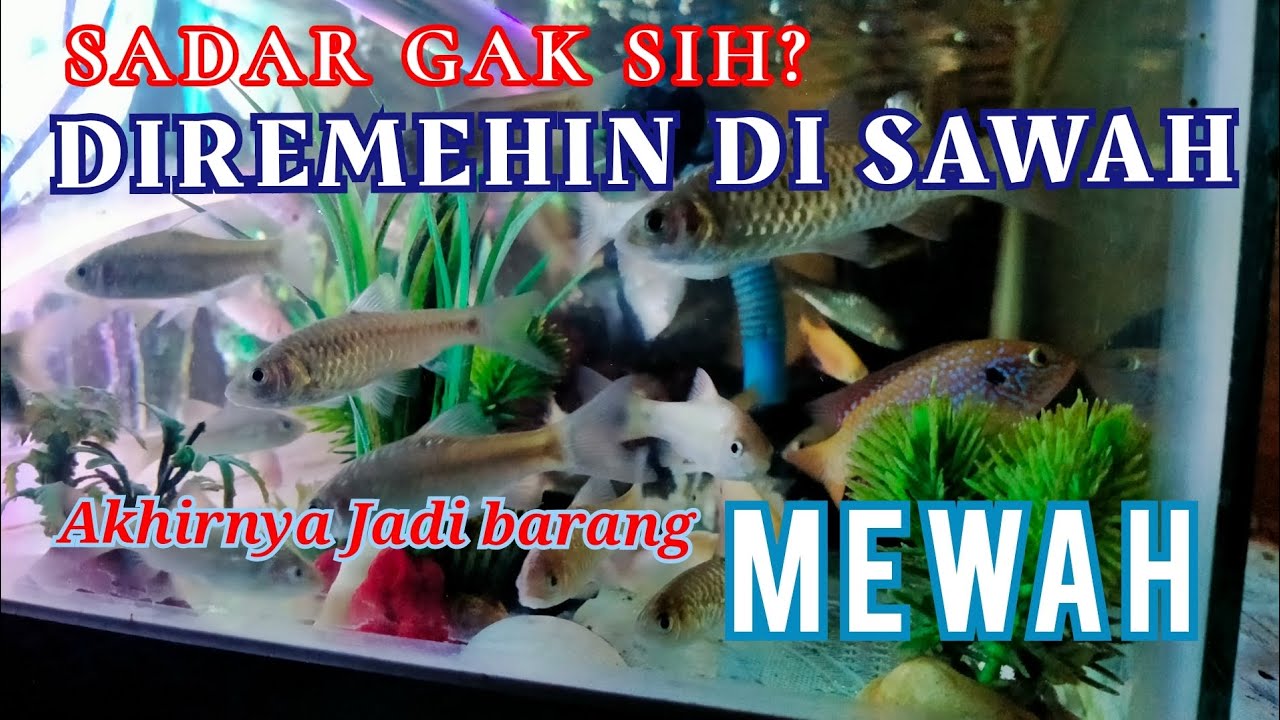 BANYAK YANG GAK SADAR IKAN SAWAH INI BISA JADI BARANG MEWAH - YouTube
