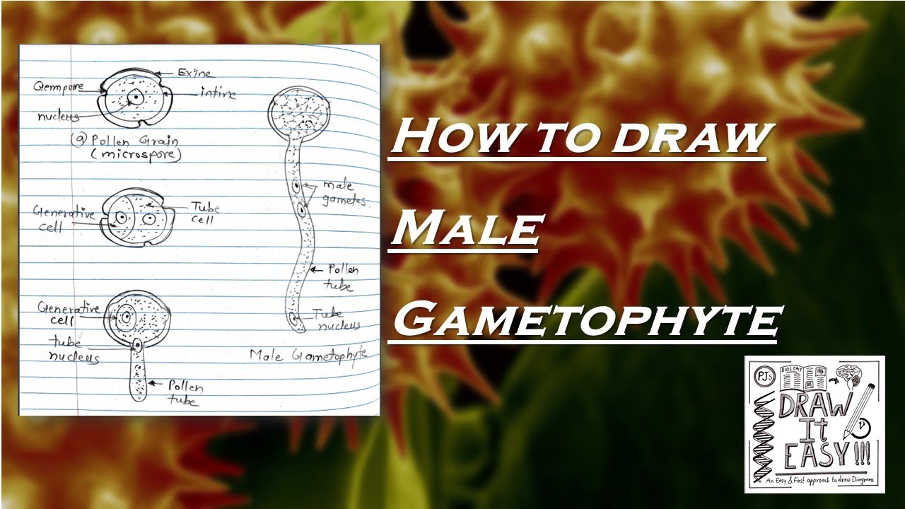 How to draw Male Gametophyte | Simple Easy Steps | Class 12 | Biology ...