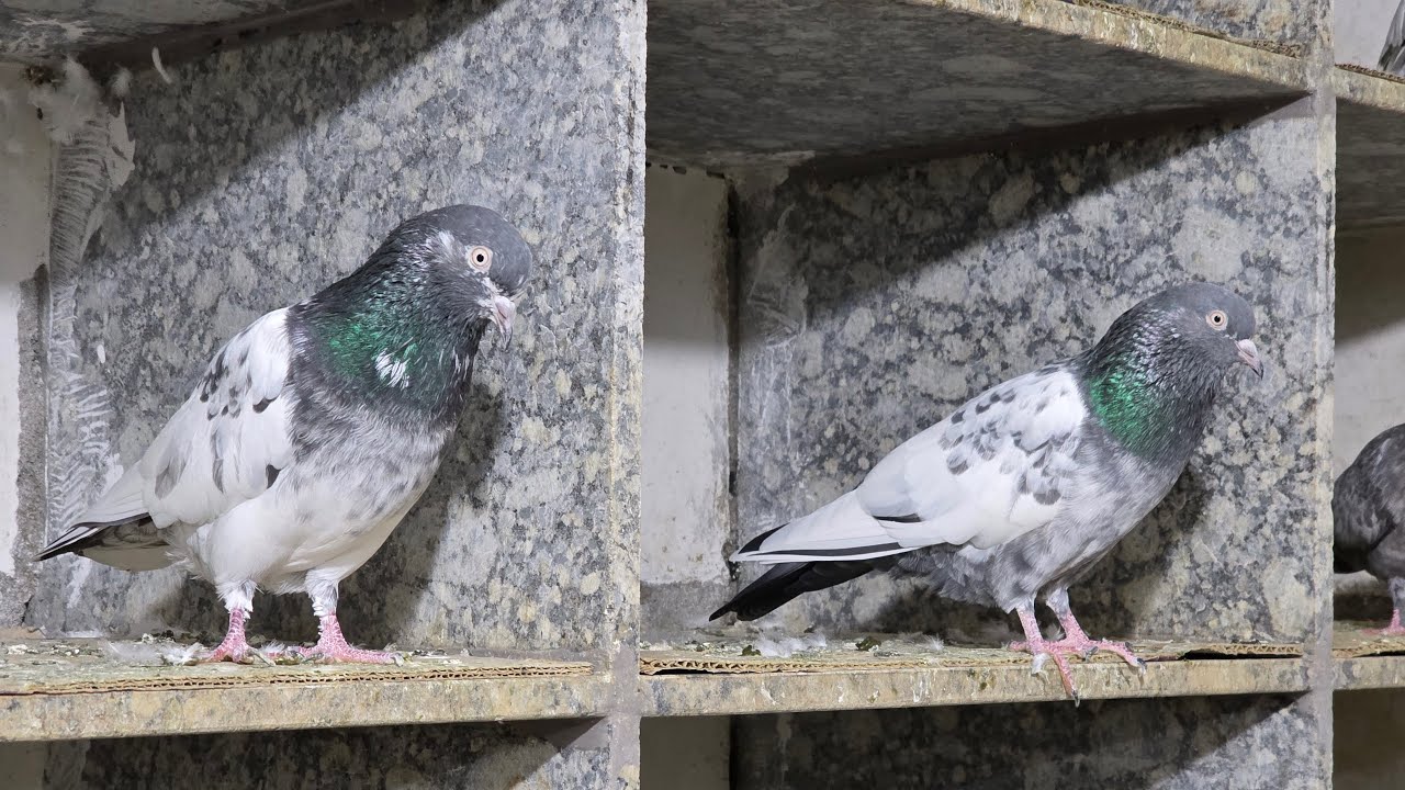 🔴Sanjari Pigeon Loft [Ustad Chairman Party] (C.M.P) is live🔴 - YouTube