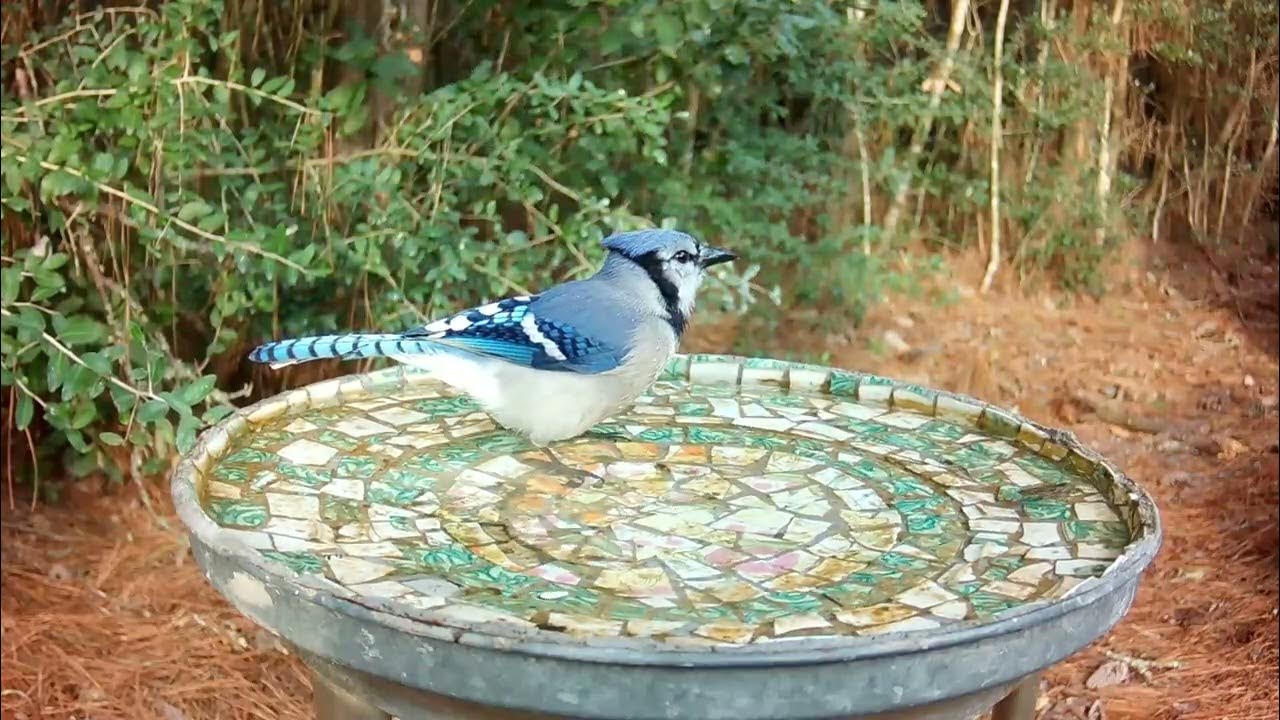 This is another interesting Blue Jay call. You can hear some others on ...