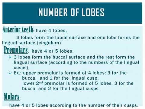 Human dentition - lobes and supernumerary teeth - YouTube