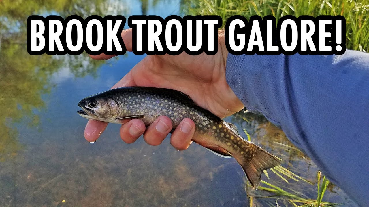 Brook Trout Feeding Frenzy! (Tenkara Fly Fishing) - YouTube
