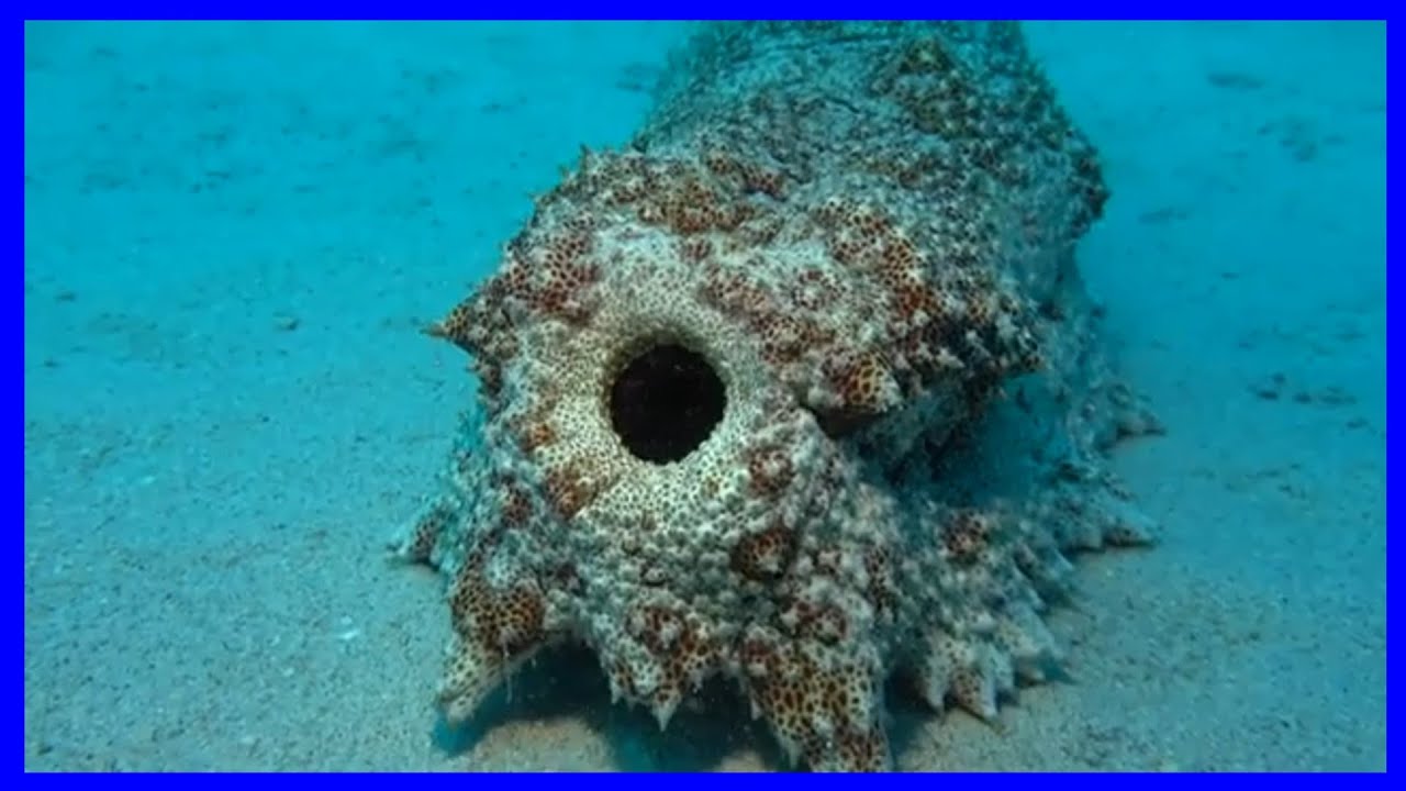 Pooping Sea Cucumber... - YouTube