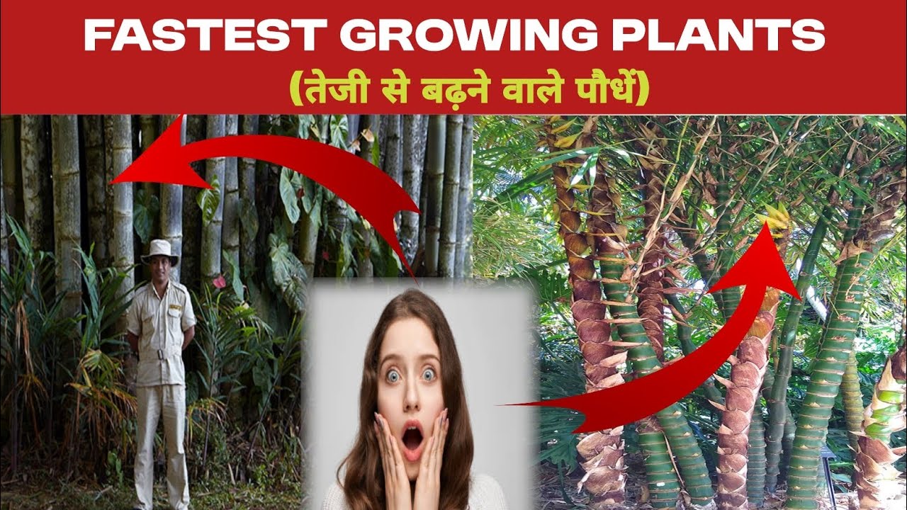 Top 10 fastest growing plants in the world ||दुनिया का सबसे तेजी से ...