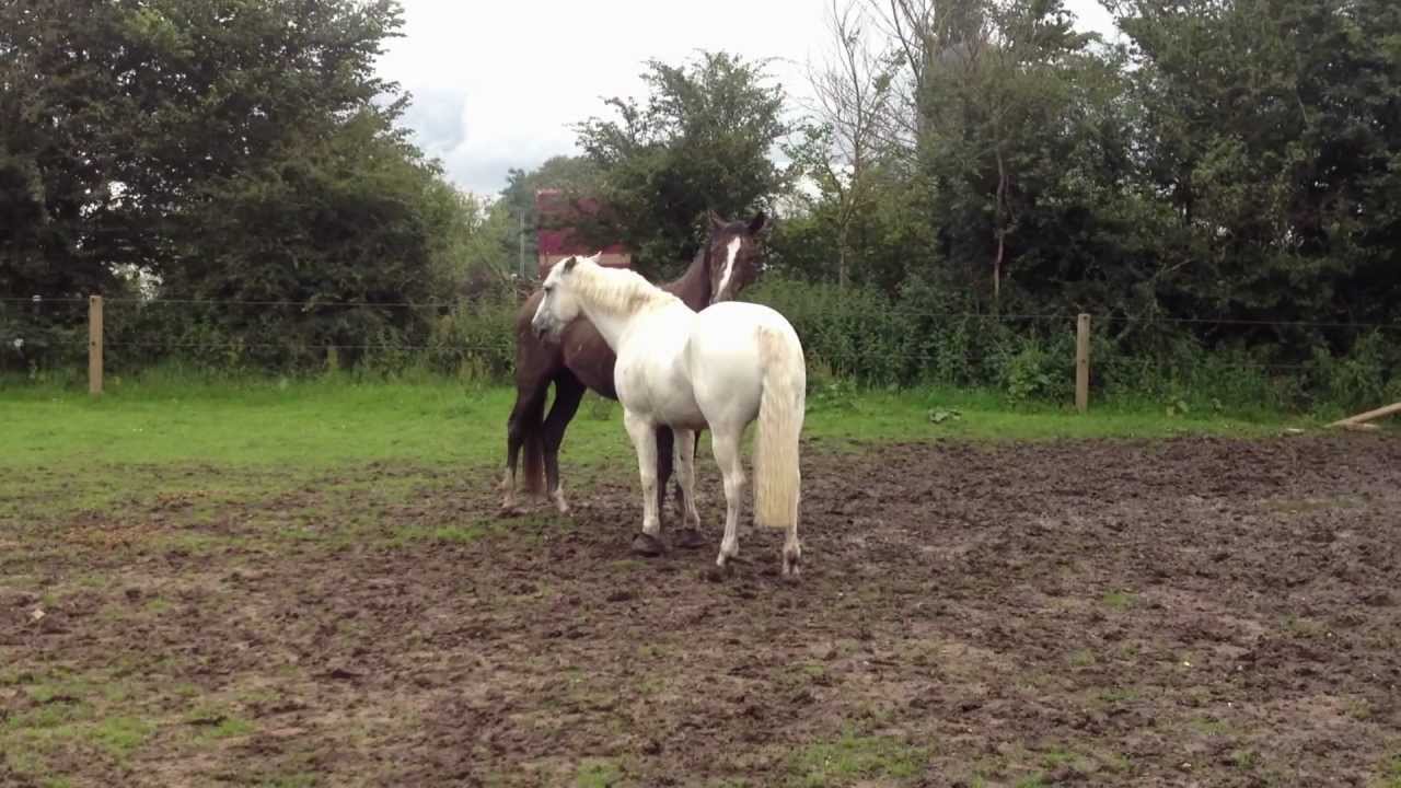 horses scratching each others back - YouTube