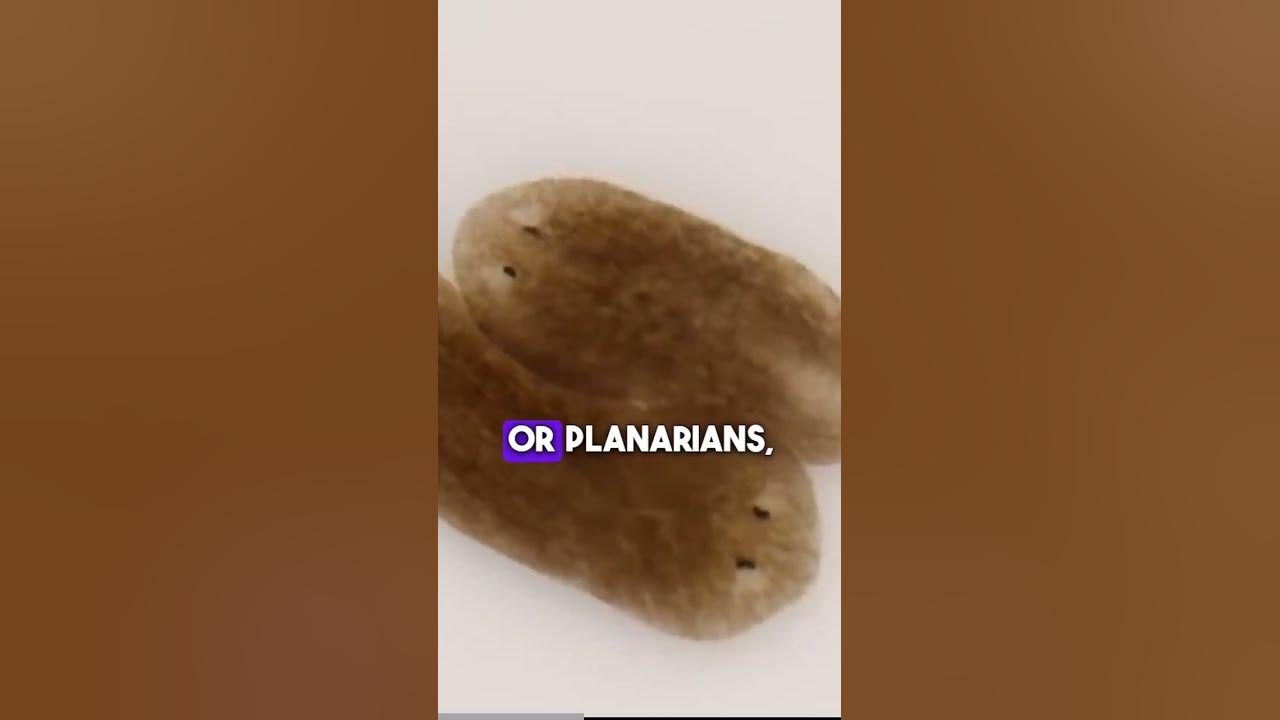 Interesting Facts About Flatworms flatworm interestingfacts facts interesting-facts-about-flatworms-flatworm-interestingfacts-facts