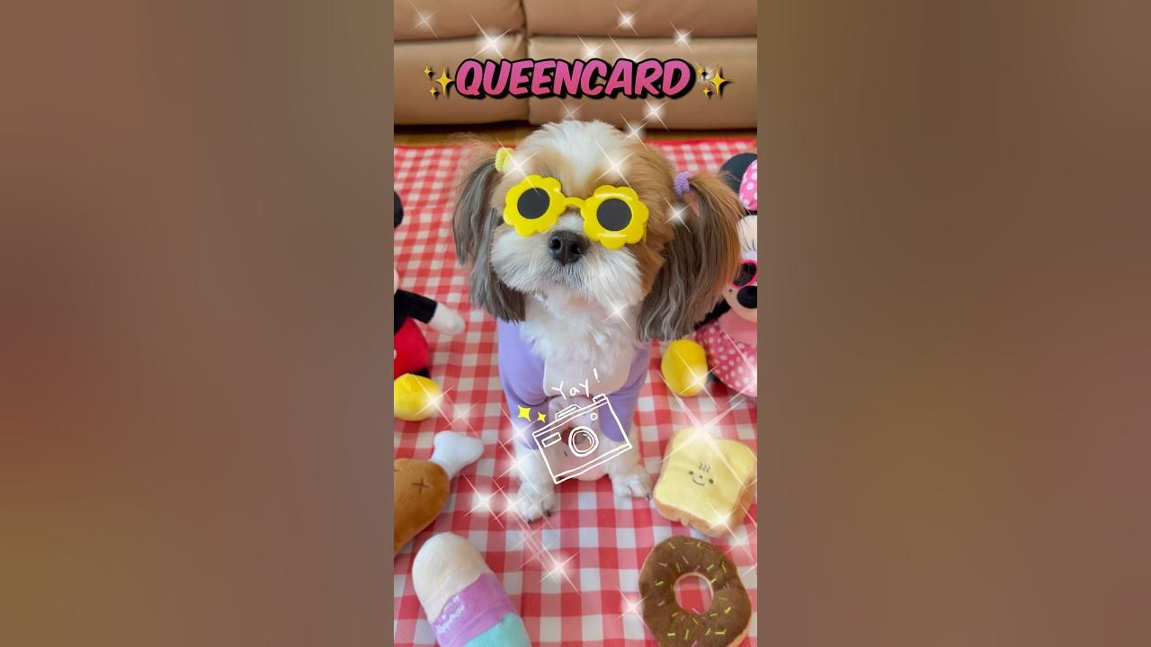 시츄 퀸카 그 잡채 🐶👑 Shih Tzu Youtube