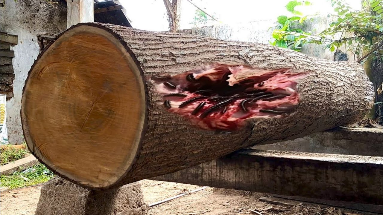 Hard process!! Sawing a tough oak log - YouTube