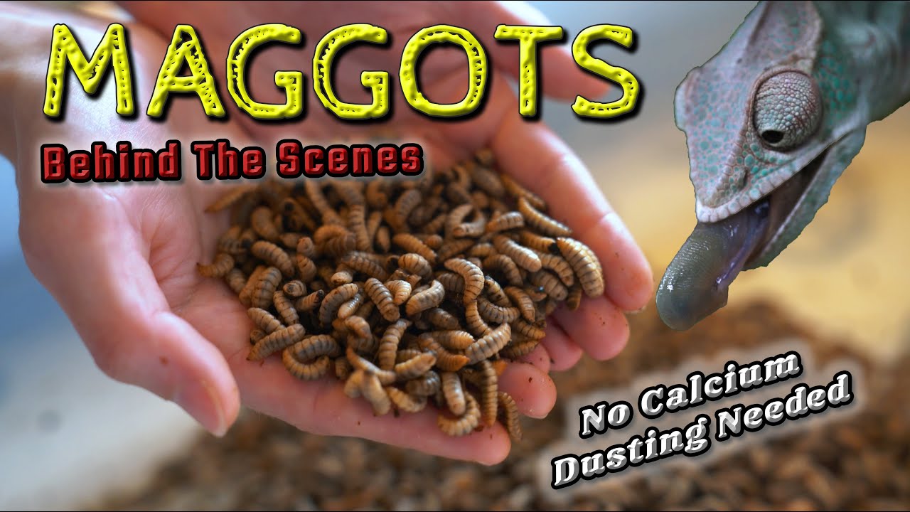Maggots for Your Reptile: Black Soldier Fly Larvae - YouTube