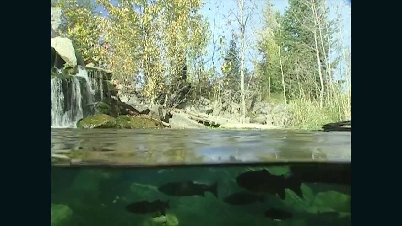 Aquatic Organism Passage Restoration - YouTube