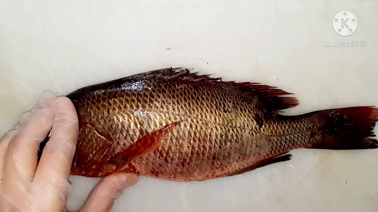 Easiest & quick way to clean a fish | how to clean a fish |fish washing ...