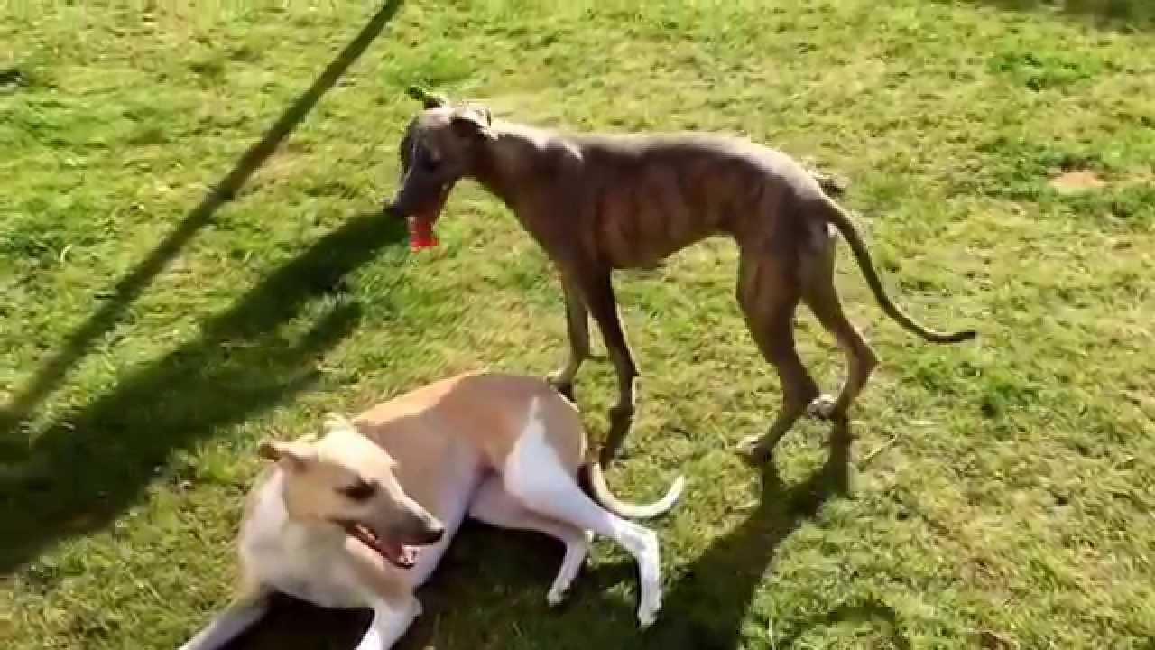 Whippet 6 month love outside garden playing with water fountain - YouTube