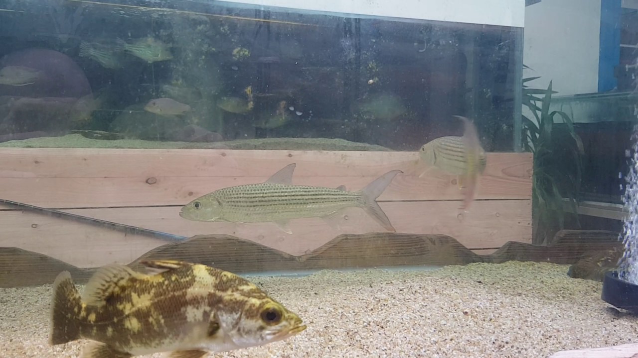 Nile perch goliath tiger fish - YouTube