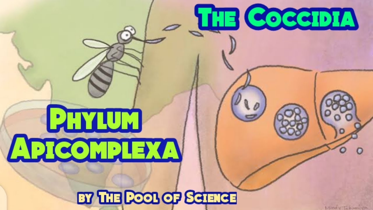 B.Sc Zoology-B,B.S Zoology semesterIII&IV, ADPDEGREE, Phylum Apicomplexa,Coccidia ...