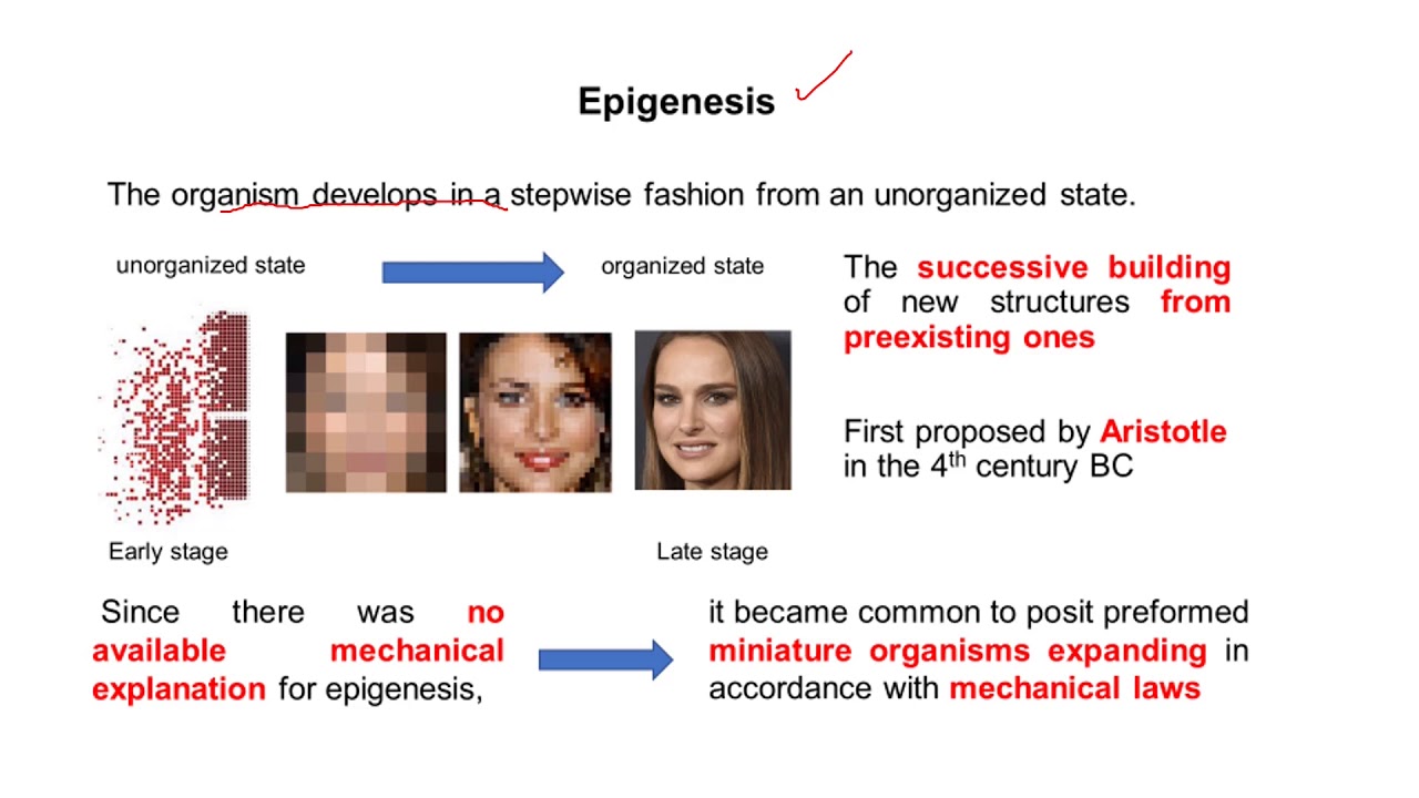 Quiz preformation and epigenesis - YouTube