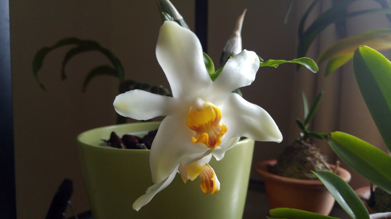 Chysis blooms and February 2022 orchids update - YouTube