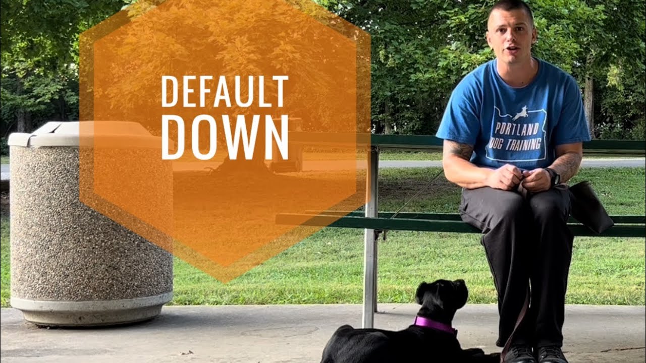 What Is A Default Down Cane Corso Puppy Nova YouTube what-is-a-default-down-cane-corso-puppy-nova-youtube