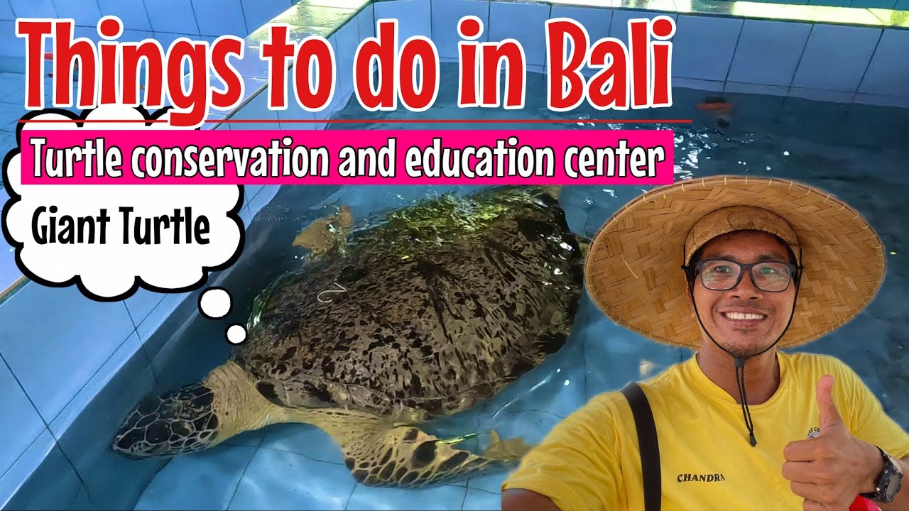 Turtle conservation and education centre Bali - YouTube