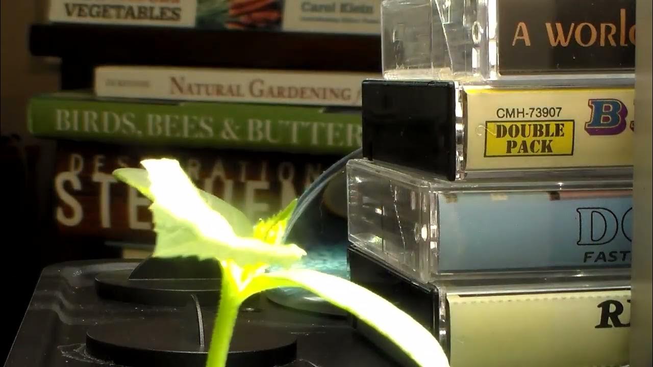 Operation Cucumber: Test - YouTube