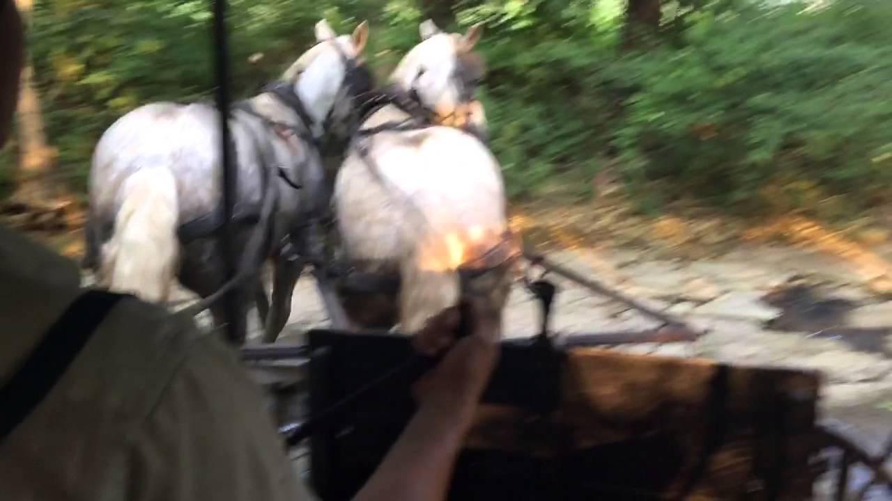 Percheron X Haflinger cross team for sale - YouTube