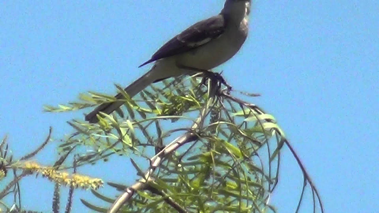 California Wildlife --- Northern Mockingbird, vocalizing at the Nature ...