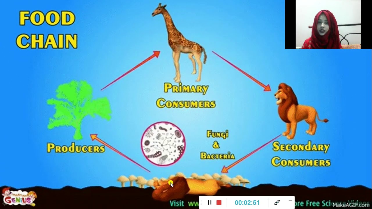 food chain lecture - YouTube