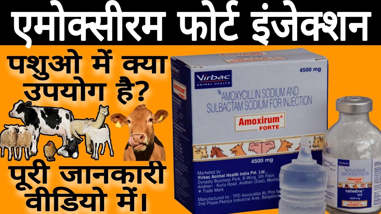 amoxirum forte injection use in Hindi एमोक्सीरम फोर्ट इंजेक्शन पशुओ मे ...